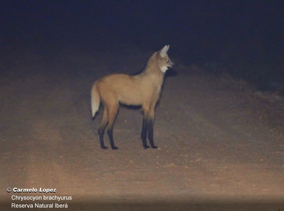 Cabeza De Lobo De Crin Los Lobo Crin | Wiki | Furry Español Amino