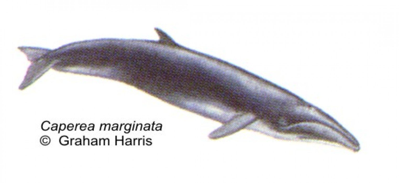 Especies De Ballena Pigmea Cuántas Especies De Ballena Conoces?