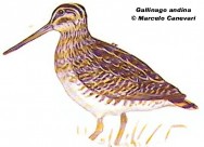 SIB | Gallinago andina