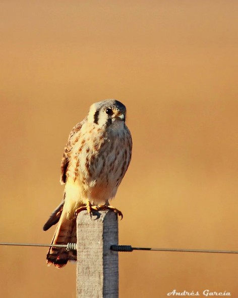 SIB | Falco sparverius